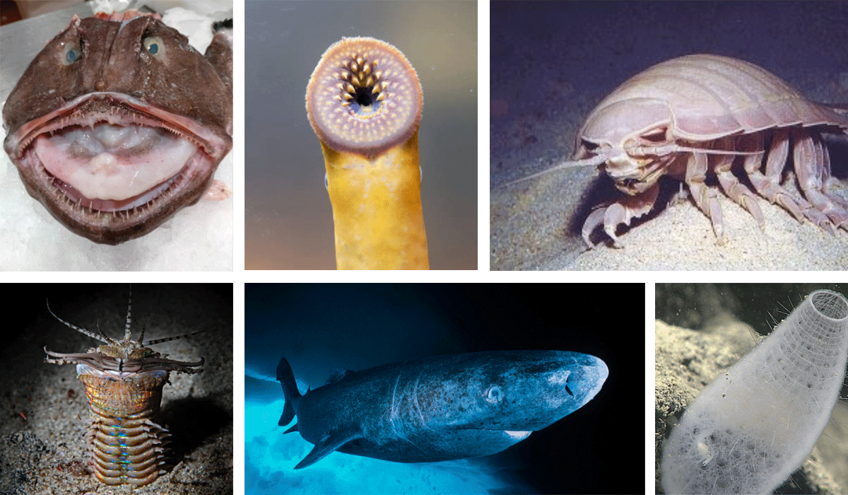 These Deep-Sea Creatures Liked You on Hinge - McSweeney’s Internet Tendency