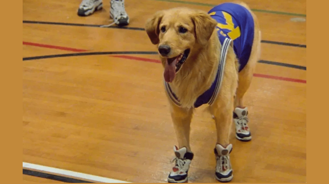 You Think Losing to Air Bud Is Bad, It’s Even Worse Being the Team That ...